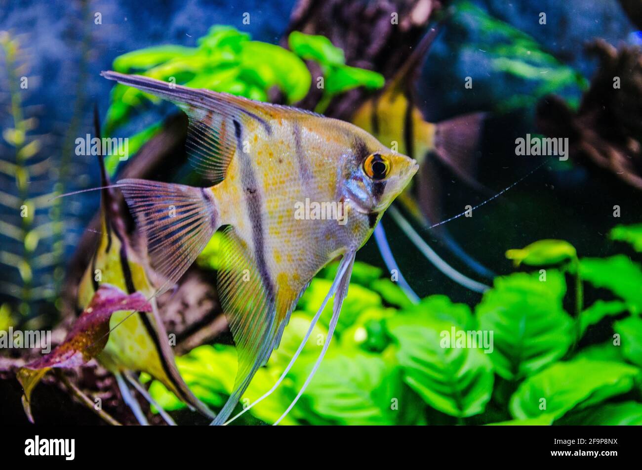 Angelfishes hi-res stock photography and images - Alamy
