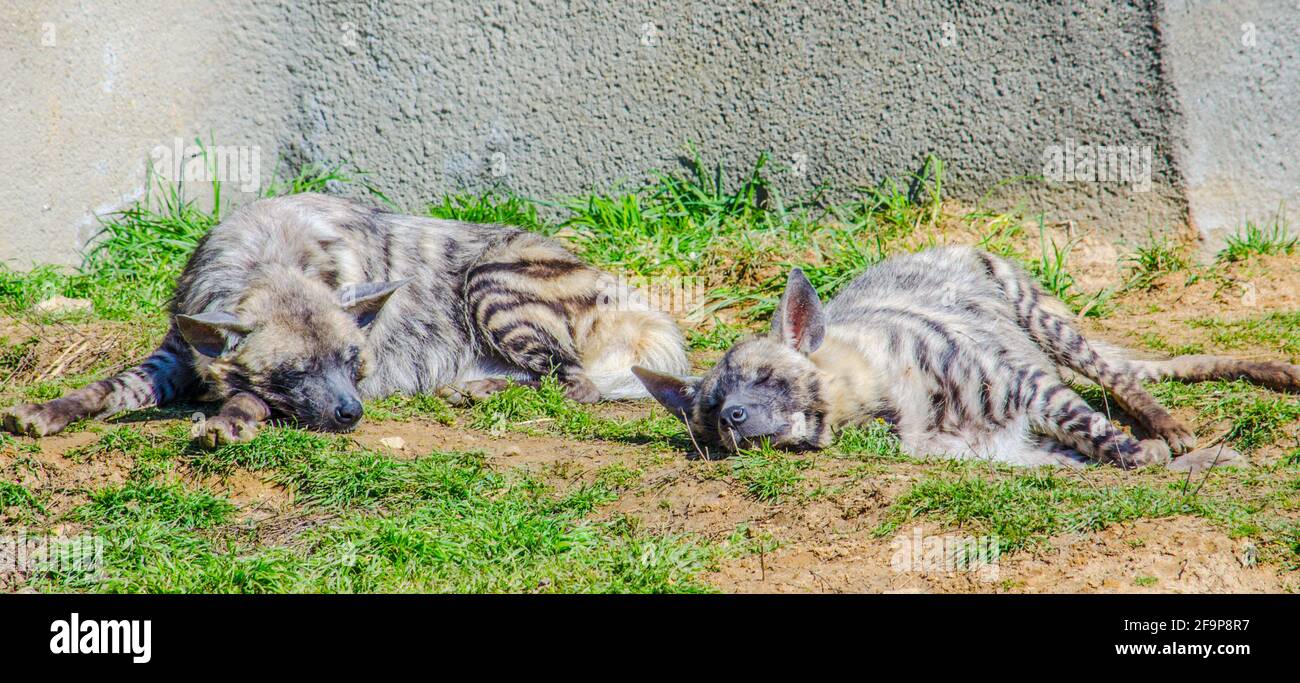 sleeping hyena in the zoo of sofia Stock Photo - Alamy