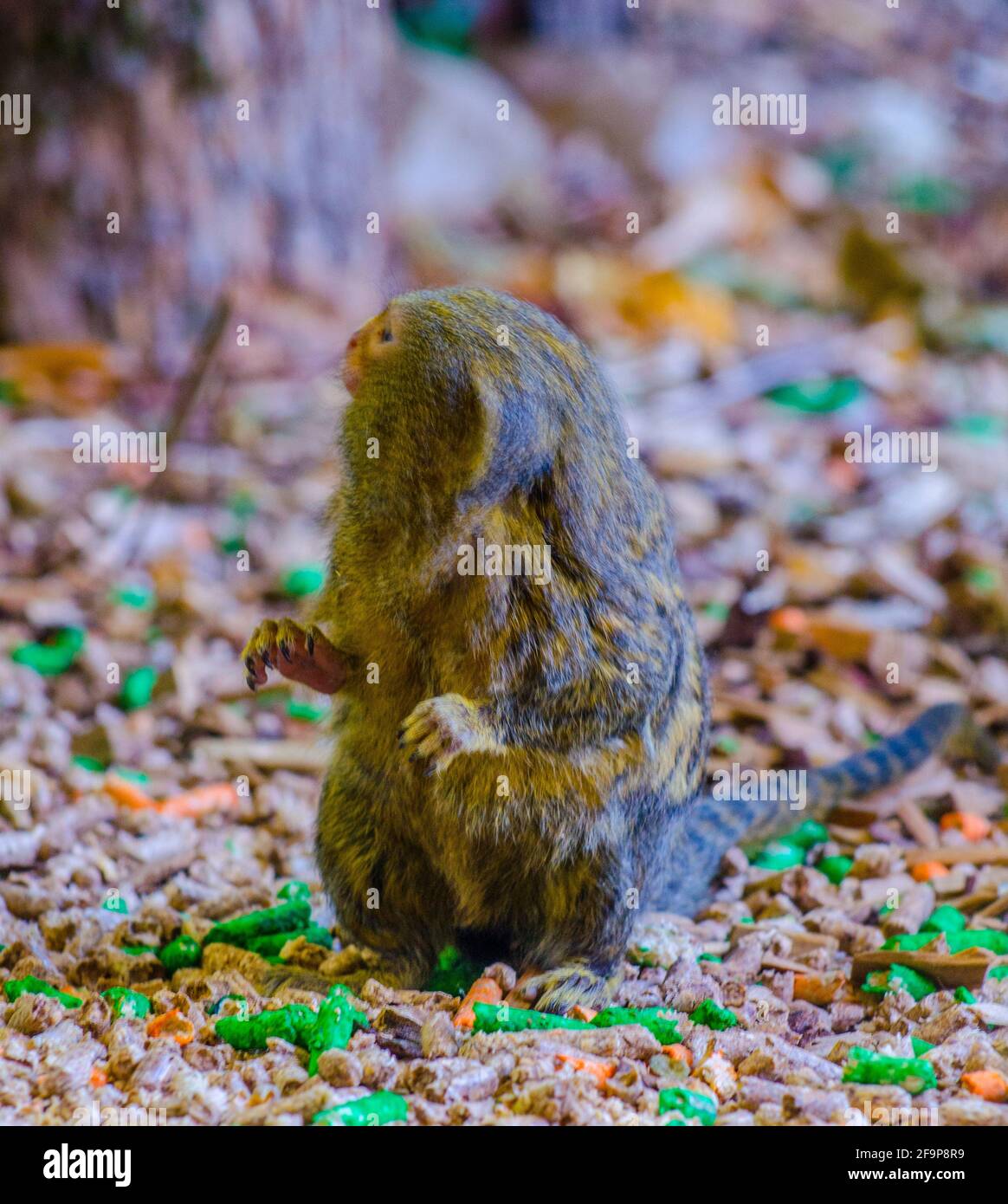 Baby ape cutout High Resolution Stock Photography and Images - Alamy