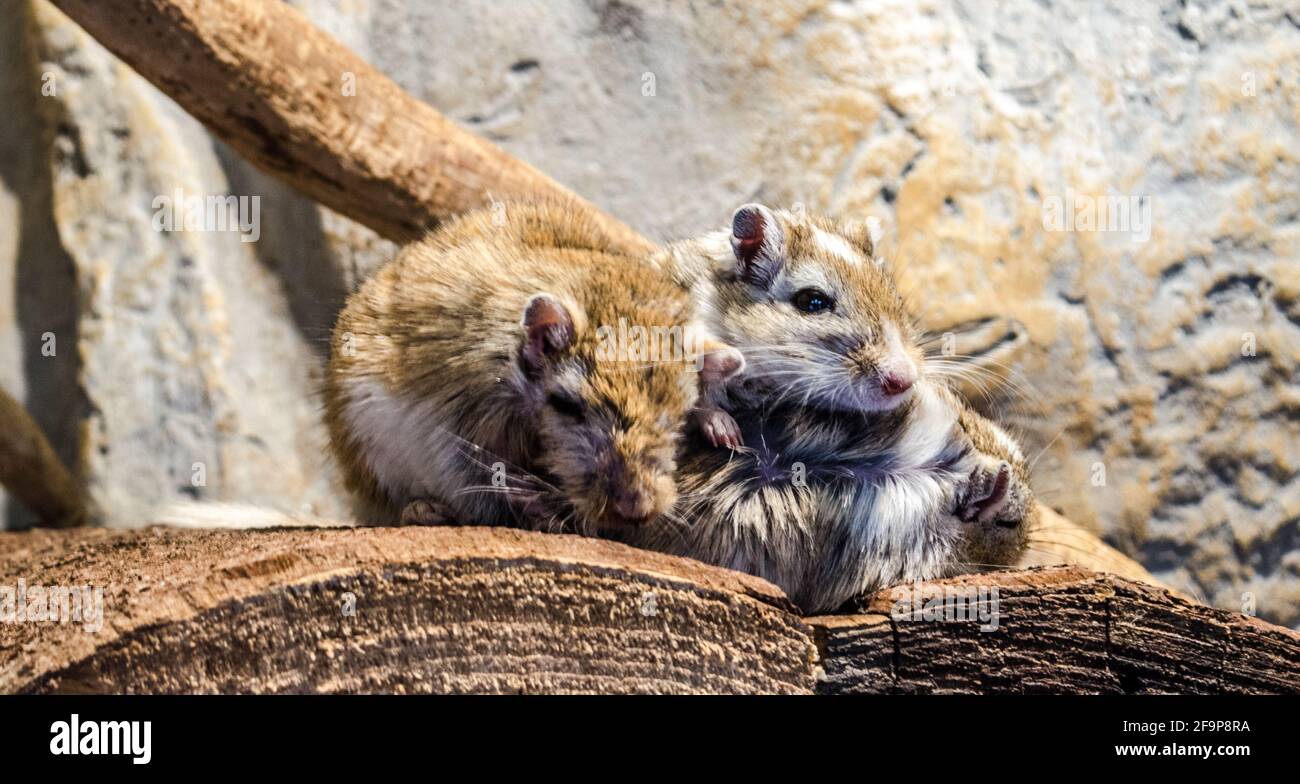 Mongolian gerbil hi-res stock photography and images - Alamy