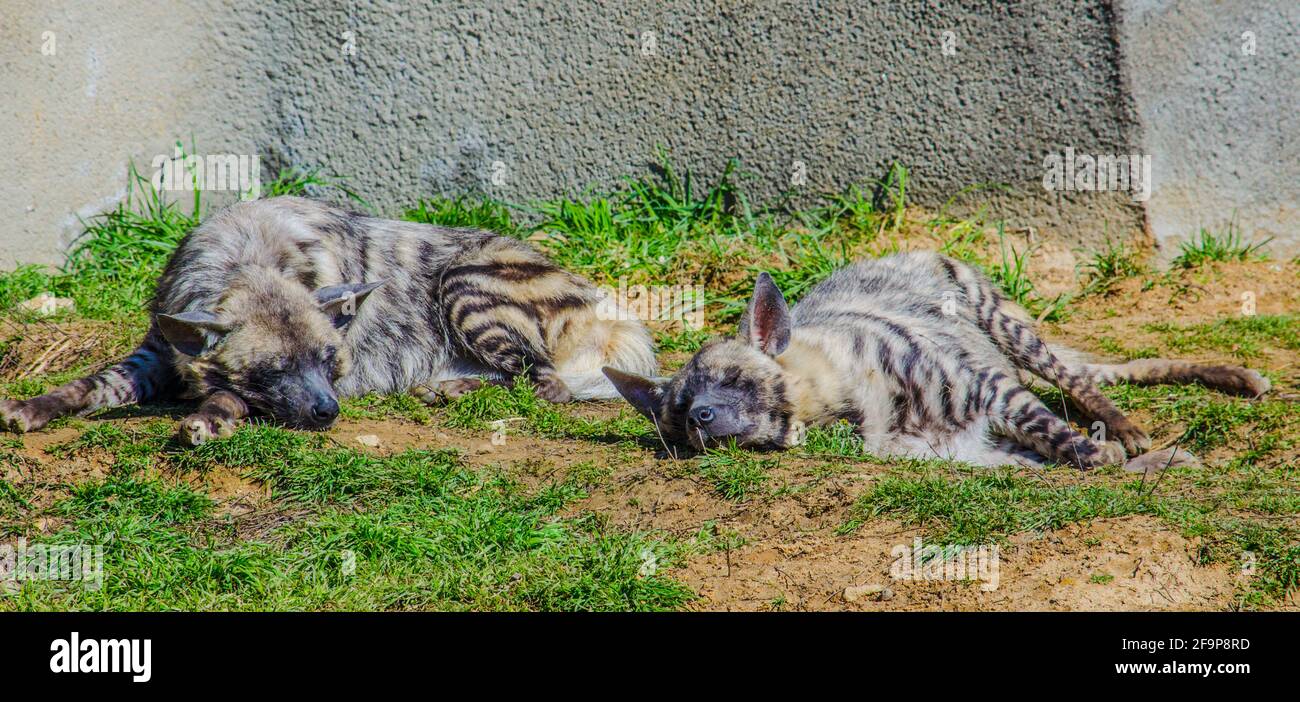 sleeping hyena in the zoo of sofia Stock Photo - Alamy