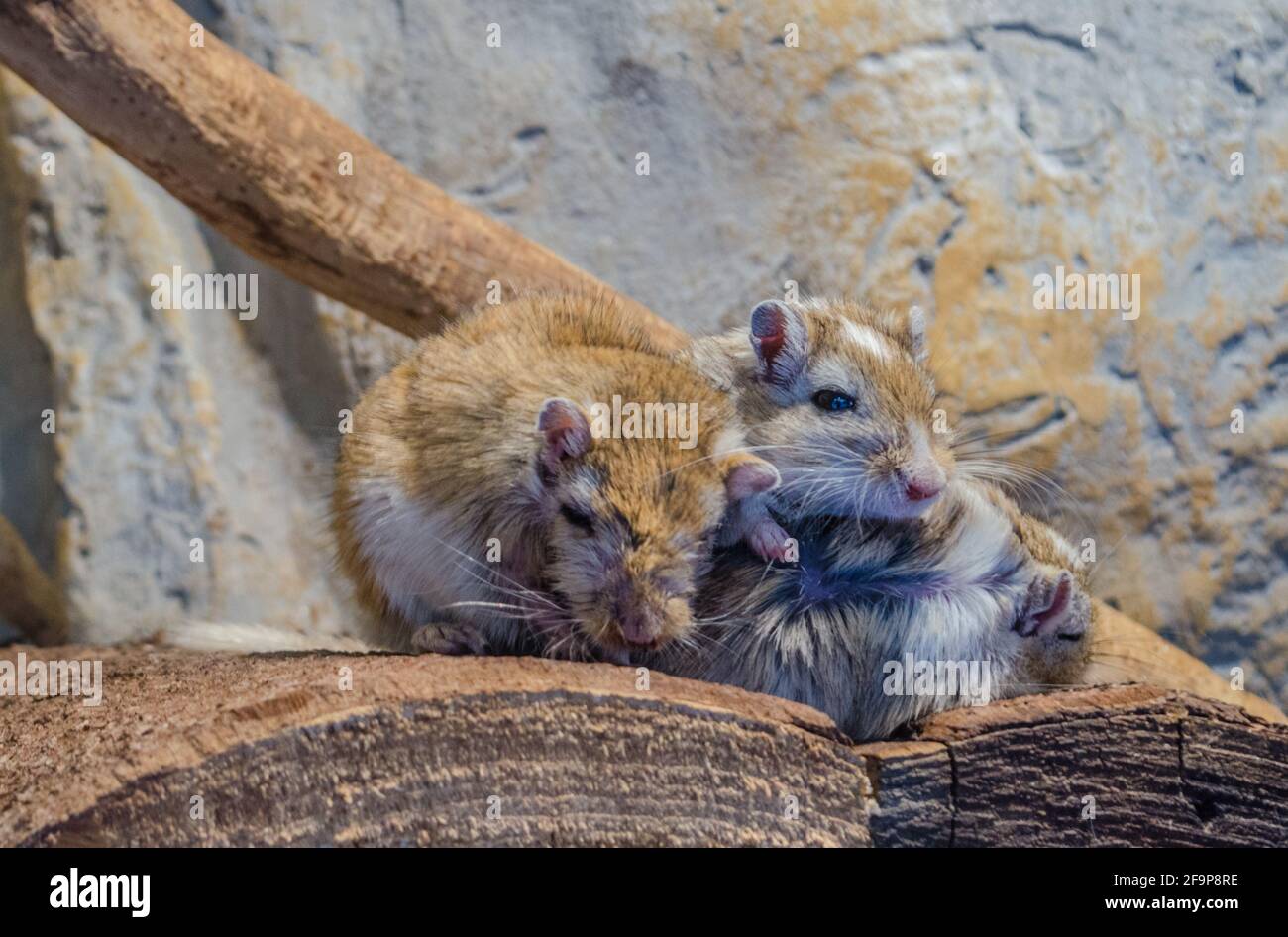 Mongolian racing mouse hi-res stock photography and images - Alamy