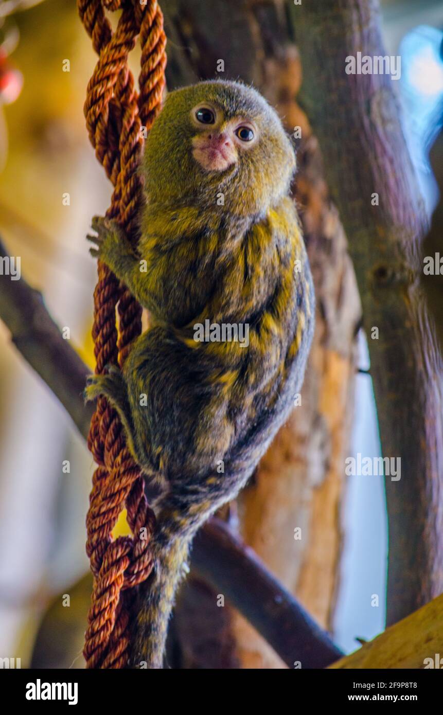 Goeldi tamarin hi-res stock photography and images - Alamy