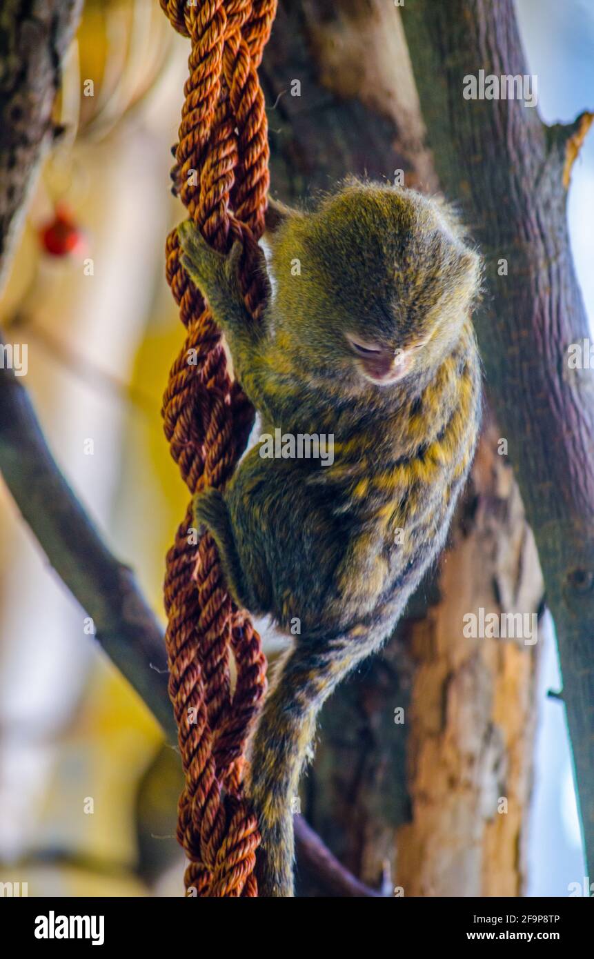 Goeldi tamarin hi-res stock photography and images - Alamy