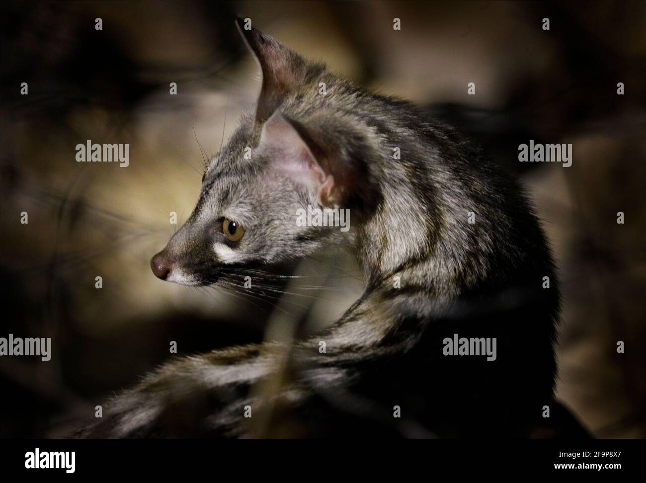 Genet cat hi-res stock photography and images - Alamy
