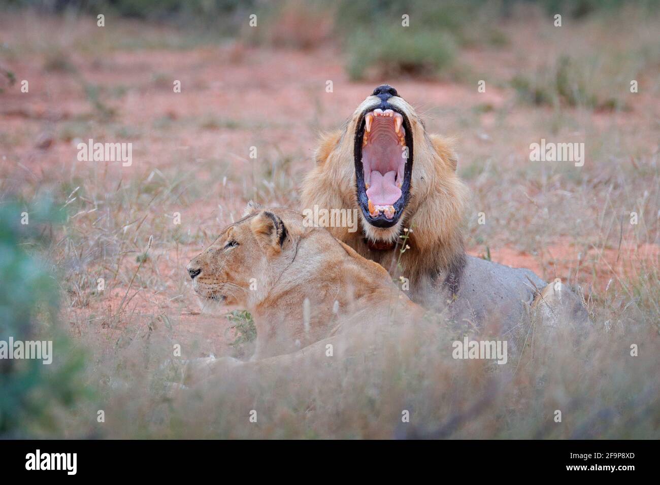 Lion with open muzzle. Portrait of pair of African lions, Panthera leo ...