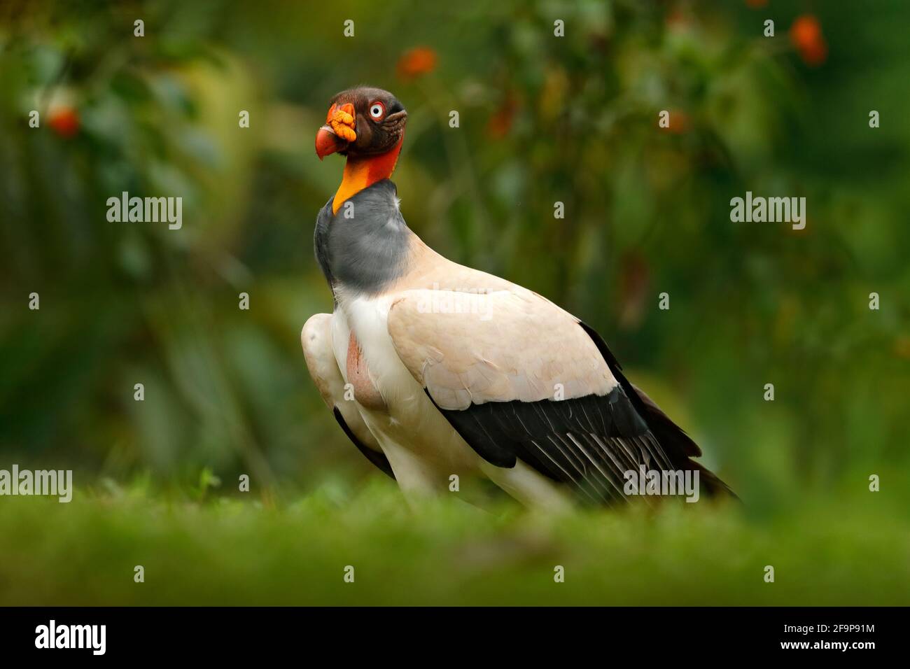 Ugly forest hi-res stock photography and images - Alamy