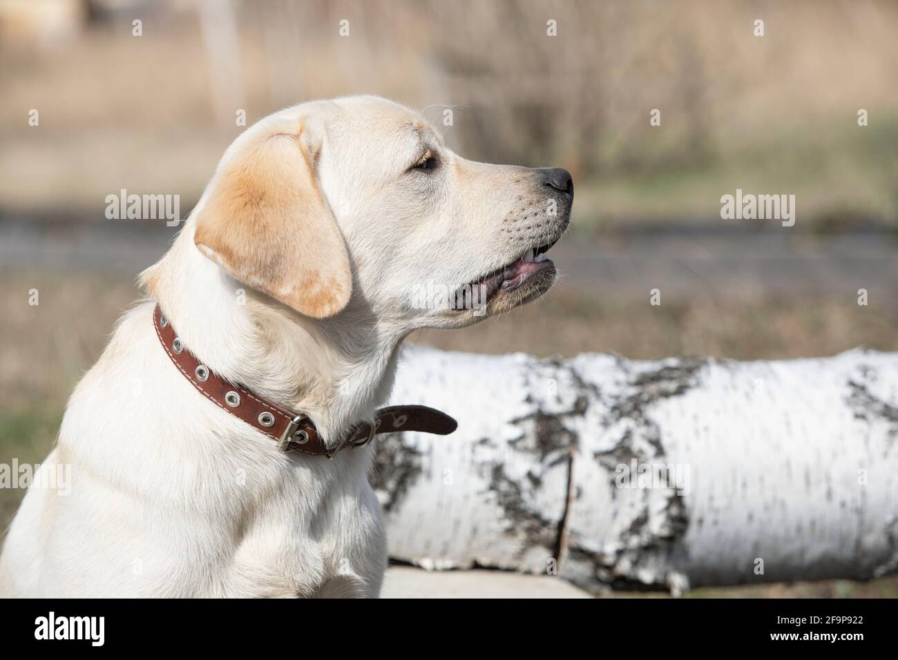 Labrador puppy grins and growls in outdoor. Dog guards its territory ...