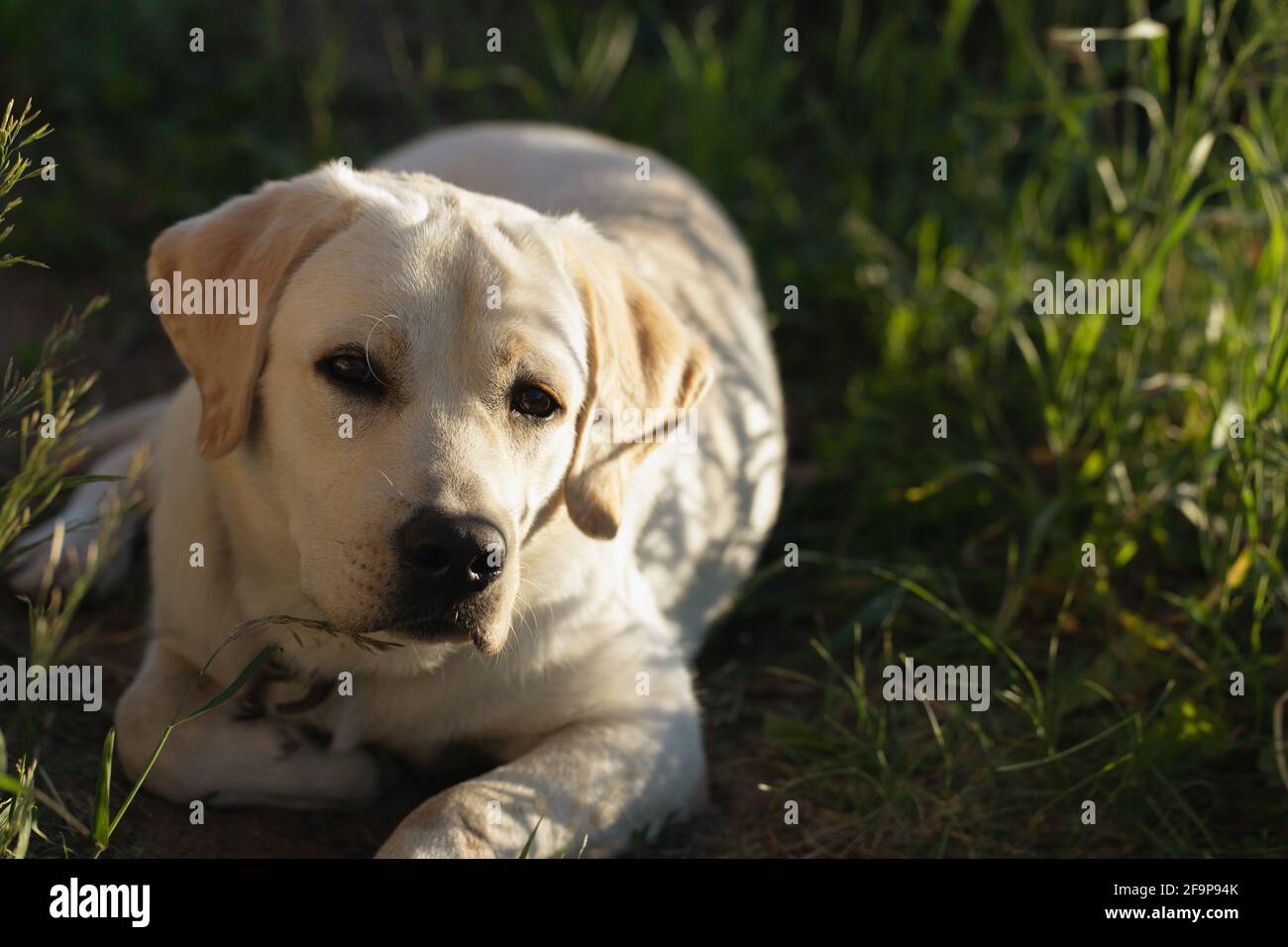 yellow labrador retriever dog lying calmly on green grass outdoors ...