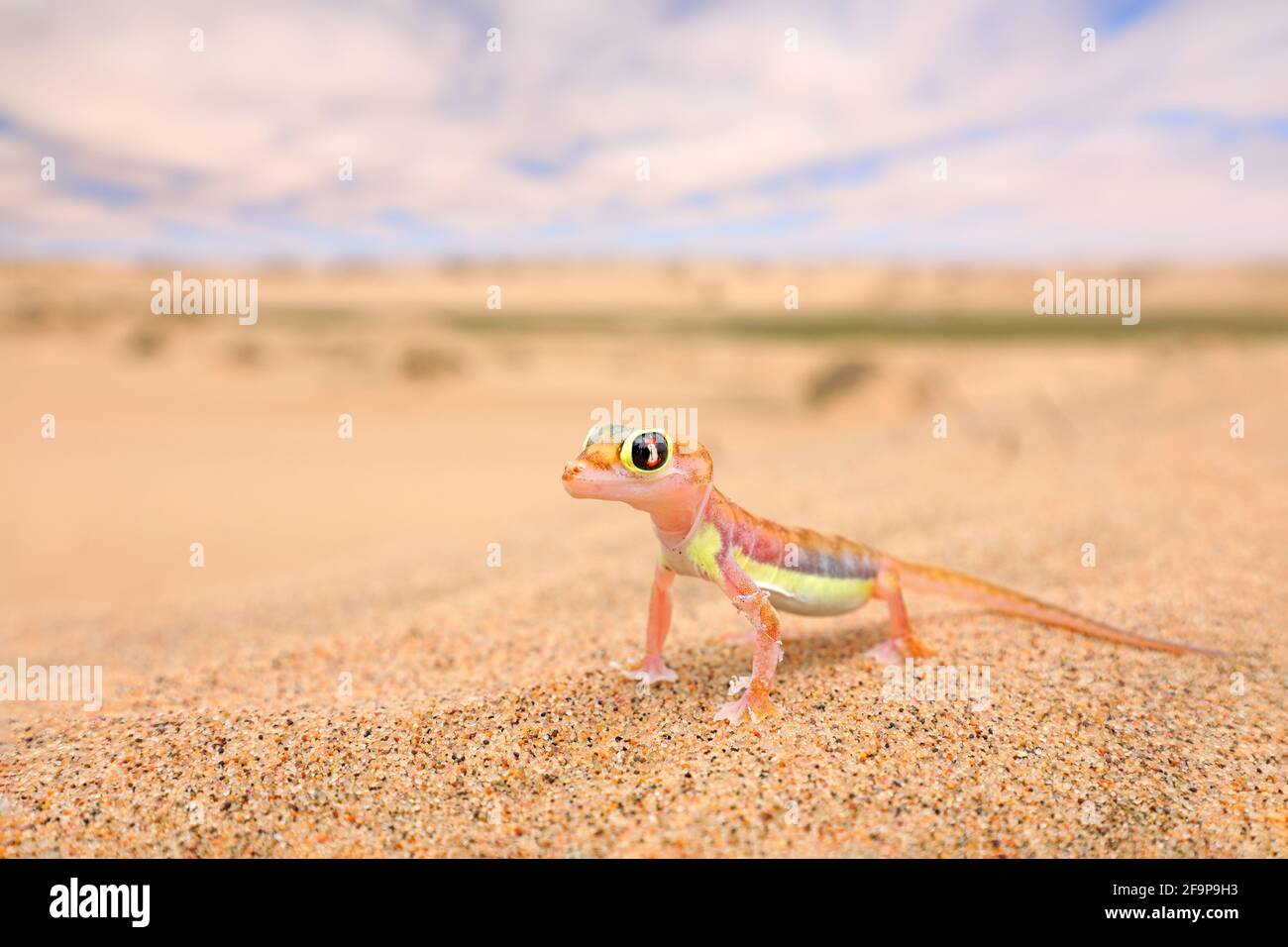 Gecko from Namib sand dune, Namibia. Pachydactylus rangei, Web-footed ...