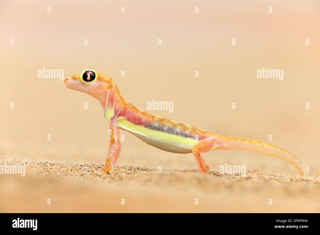 Gecko from Namib sand dune, Namibia. Pachydactylus rangei, Web-footed ...