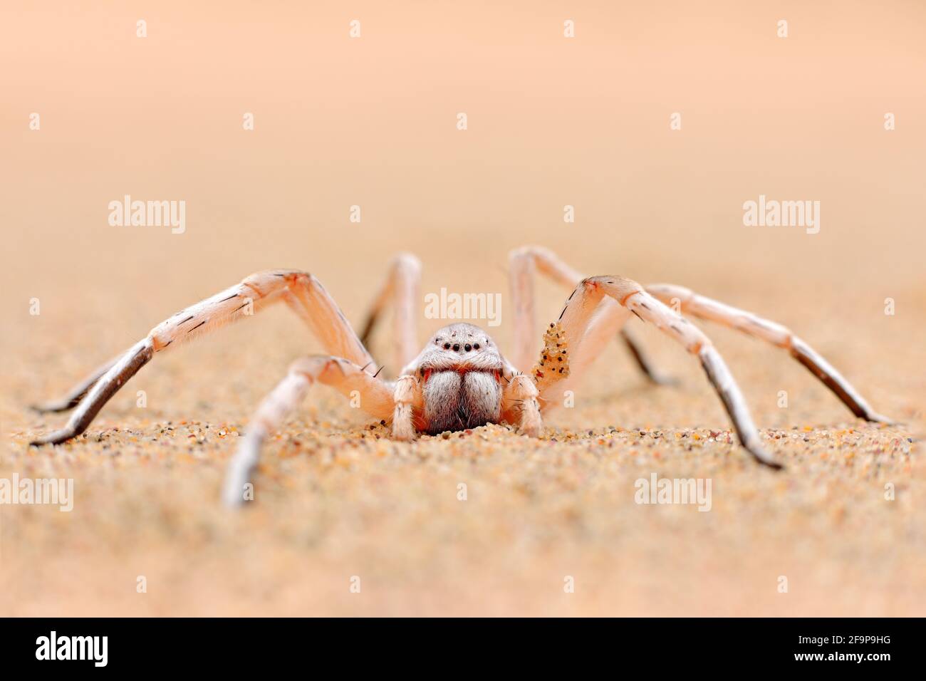 Golden wheel spider, Carparachne aureoflava, dancing white lady in the ...