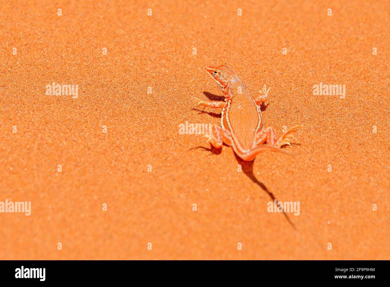Wedge-snouted Desert Lizard, Meroles cuneirostri, endemic from Namib ...