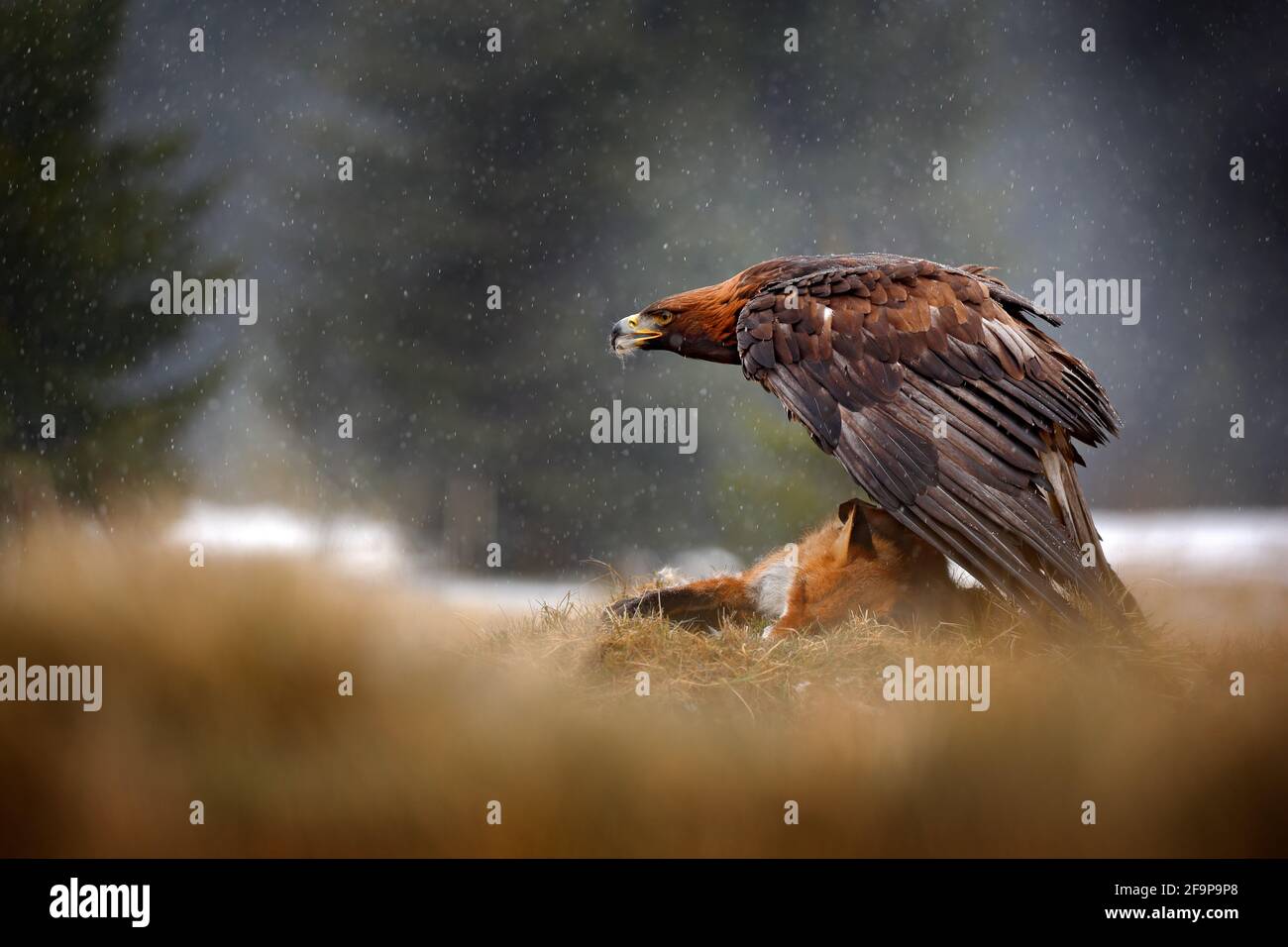 Golden Eagle feeding on killed Red Fox in the forest during rain and ...