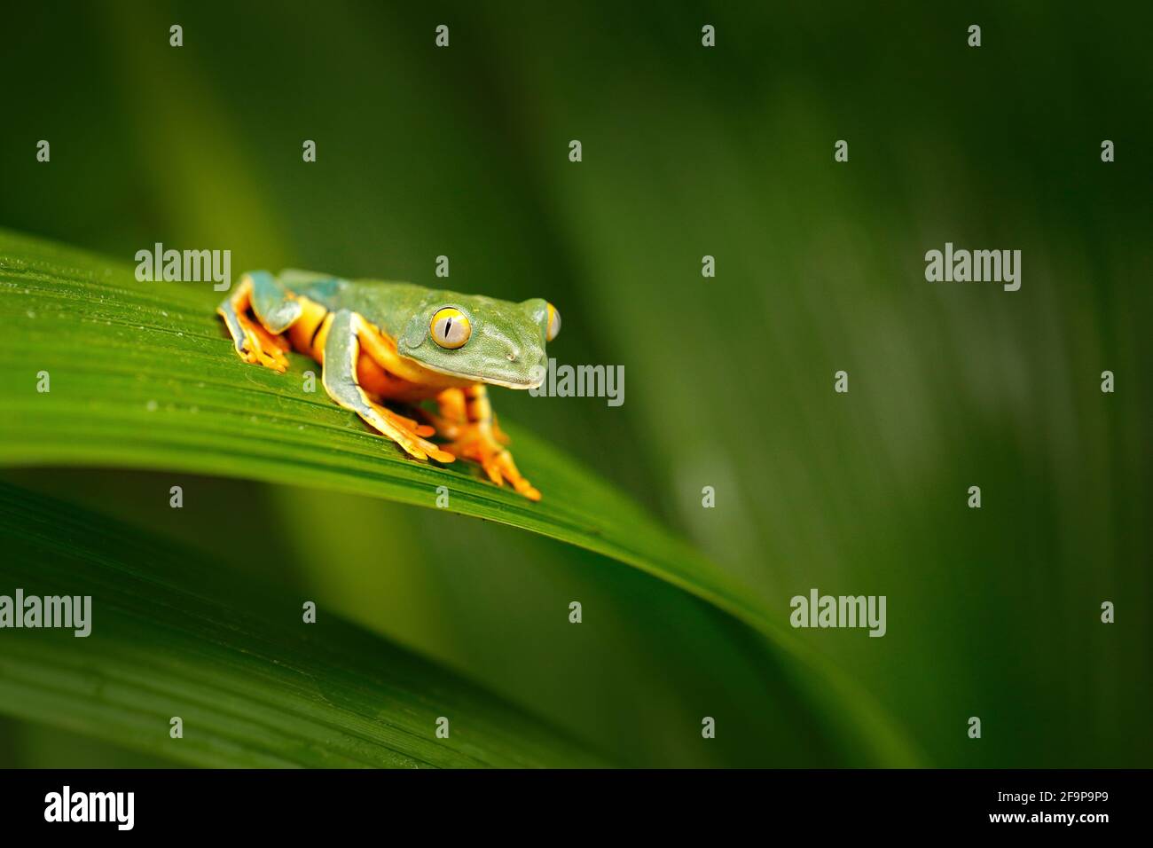 Golden-eyed leaf frog, Cruziohyla calcarifer, green yellow frog sitting ...
