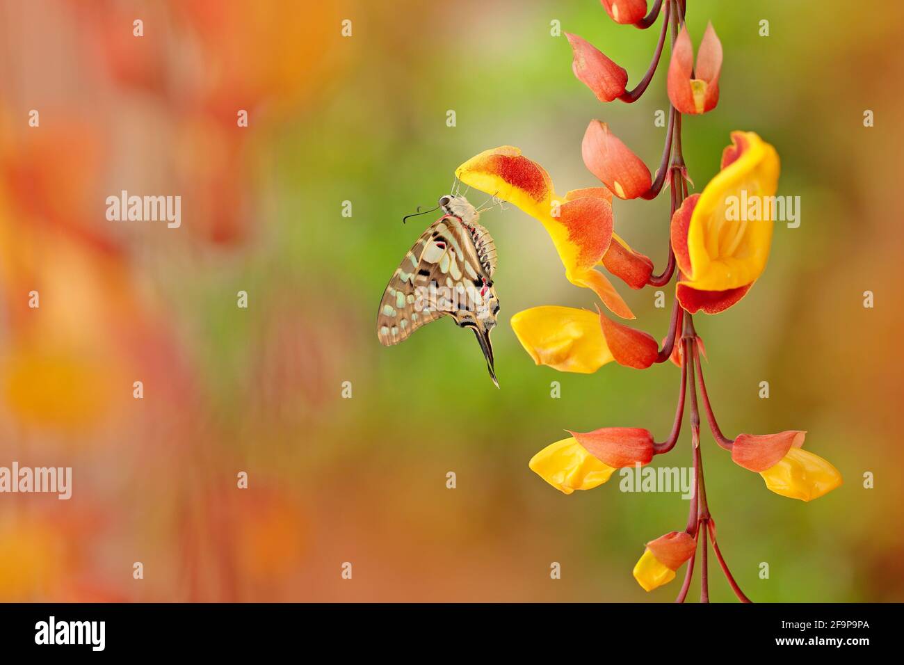 Swordtail butterfly hi-res stock photography and images - Alamy