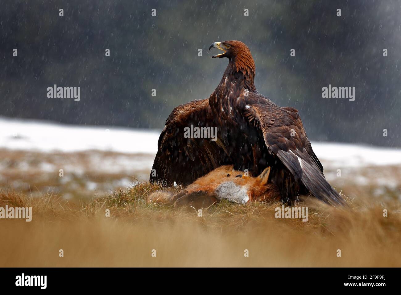Golden Eagle Attacks Fox