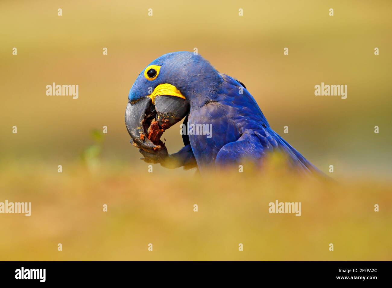 Hyacinth Macaw, Anodorhynchus hyacinthinus, blue parrot. Portrait big ...