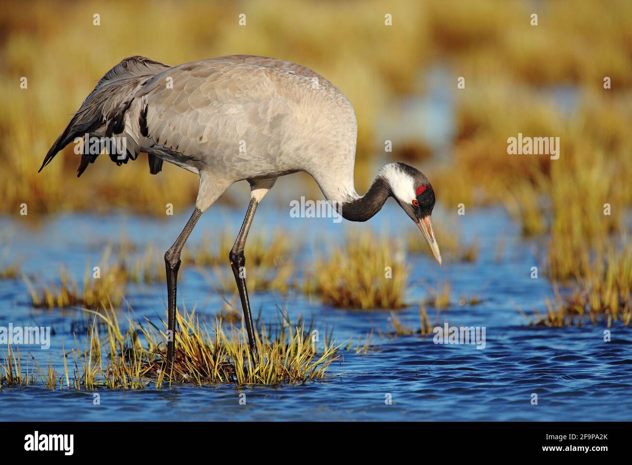 Common Crane, Grus grus, big bird in the nature habitat, Lake Hornborga ...