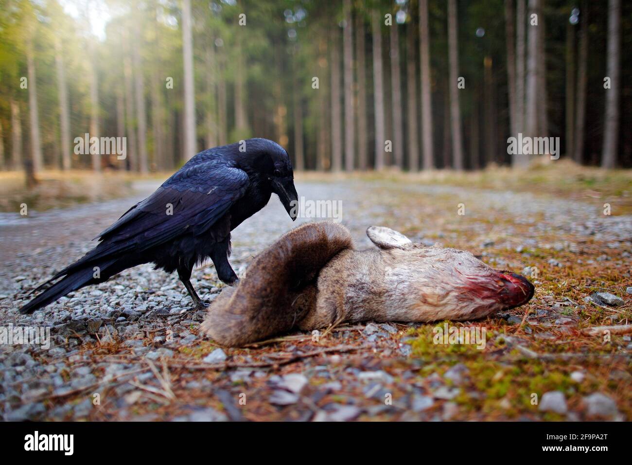 Raven with dead European Roe Deer, carcass in the forest. Black bird ...