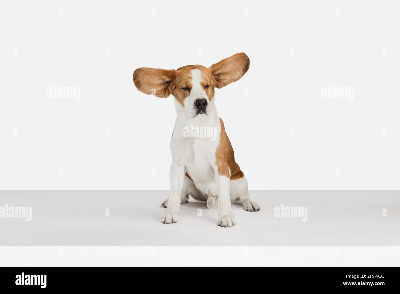 Small funny dog Beagle posing isolated over white studio background ...