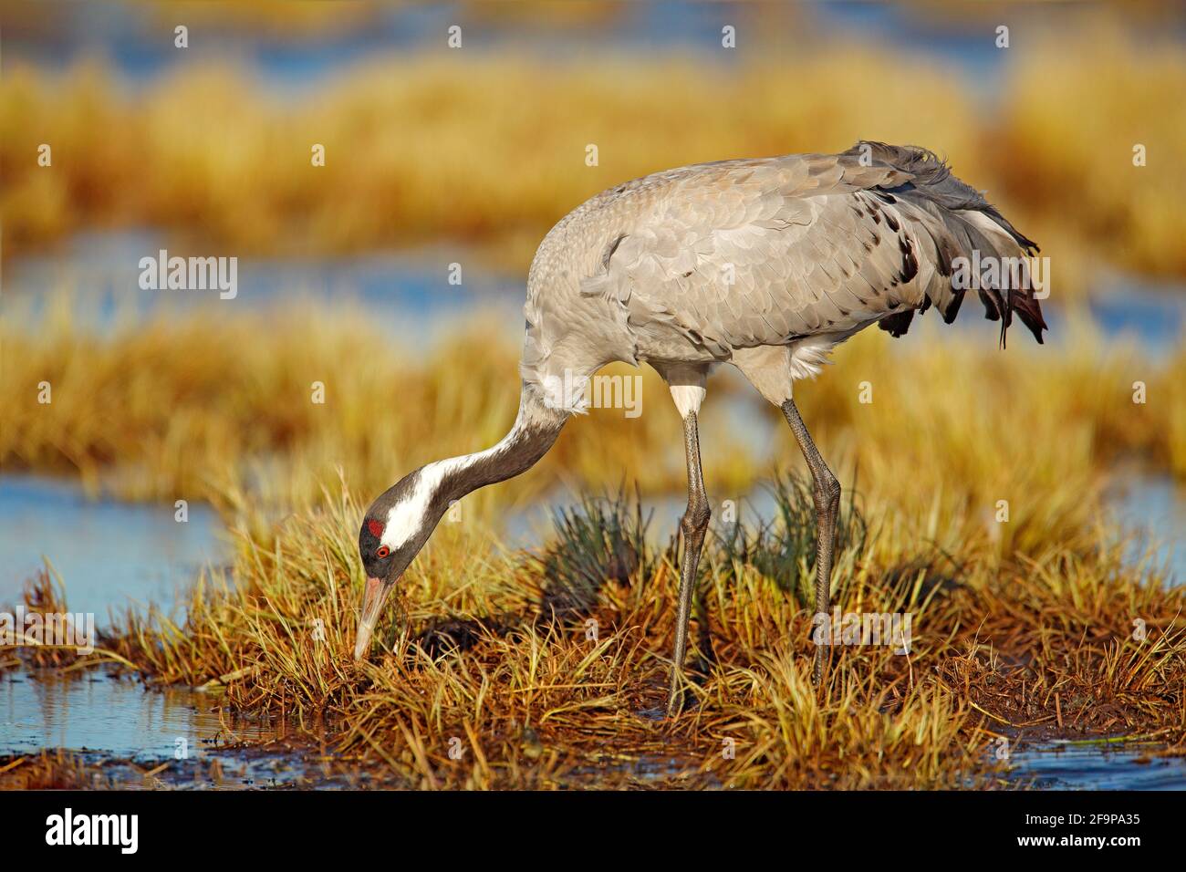 Common Crane, Grus grus, big bird in the nature habitat, Germany ...