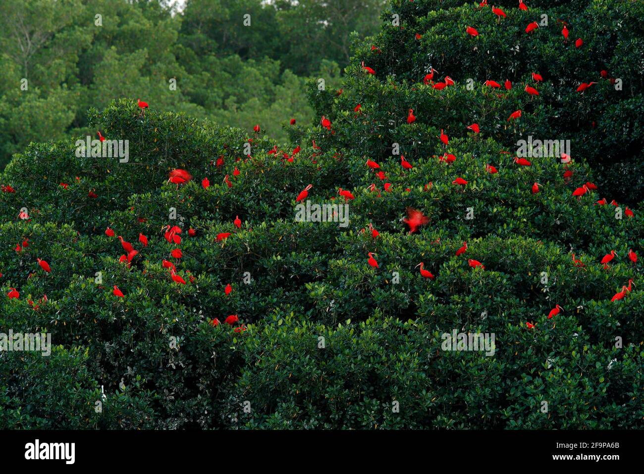 Scarlet Ibis, Eudocimus ruber, exotic red bird, nature habitat, bird ...