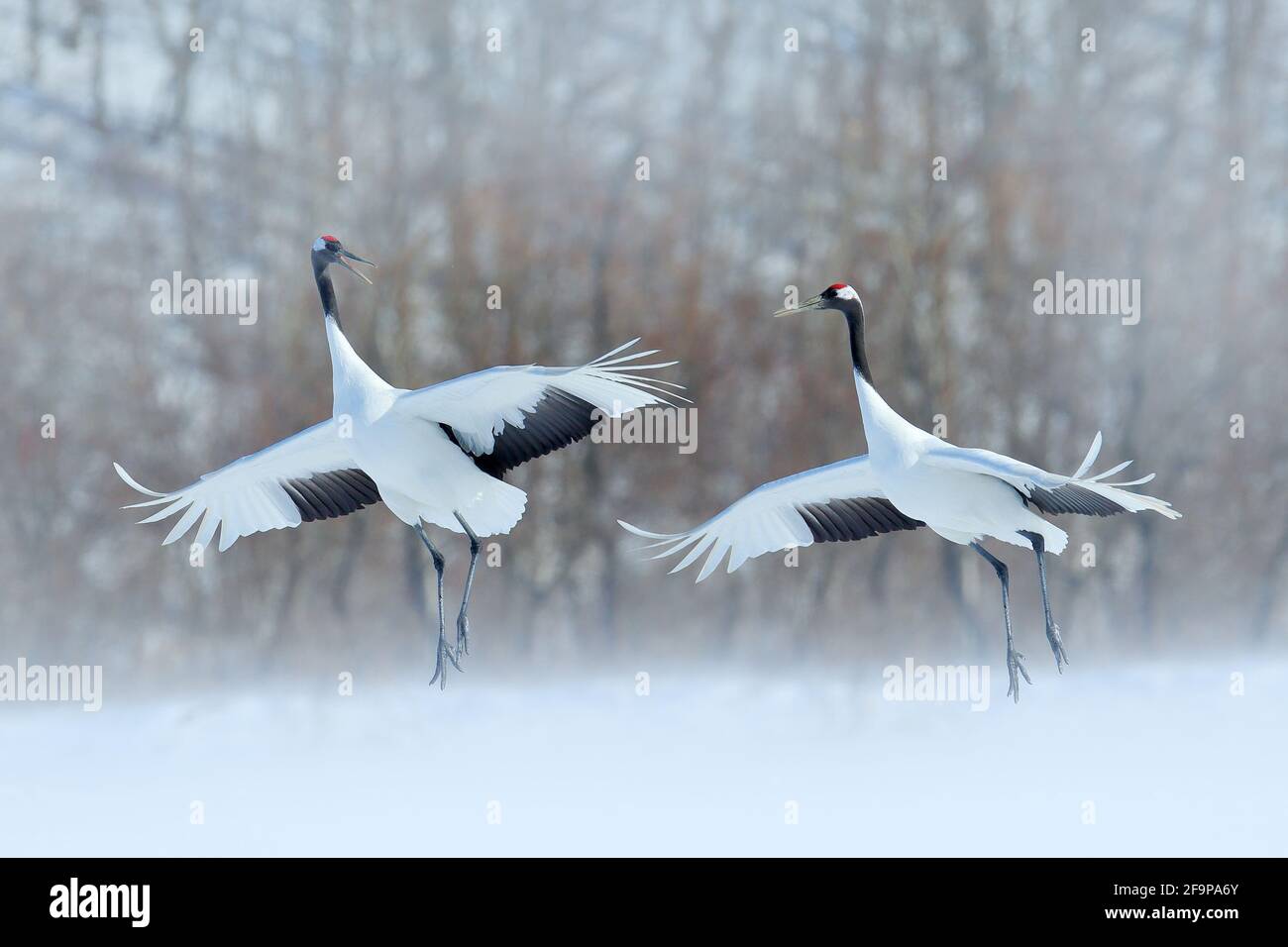 Red Crowned Crane Dance