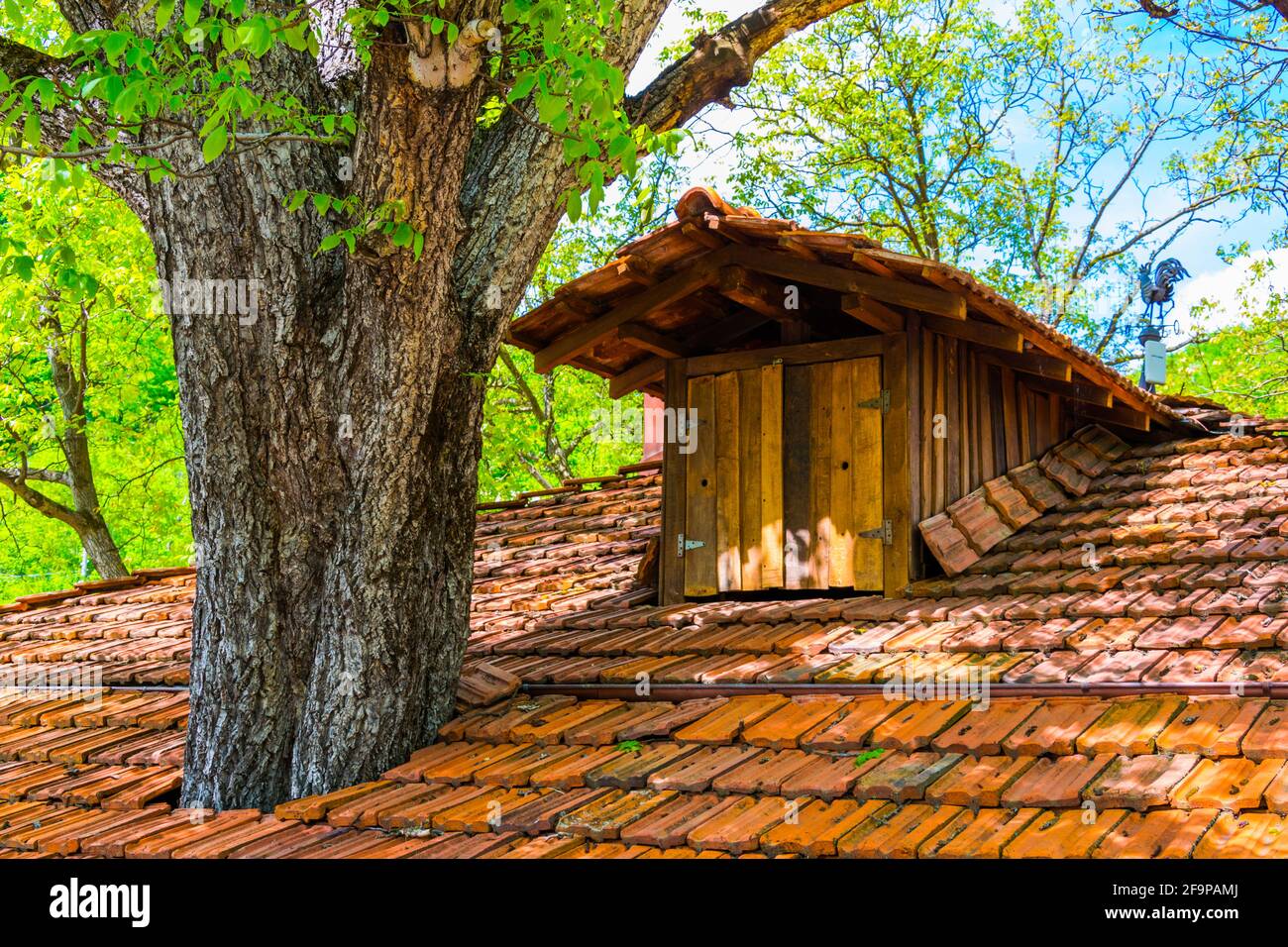 Tree growing through roof hi-res stock photography and images - Alamy