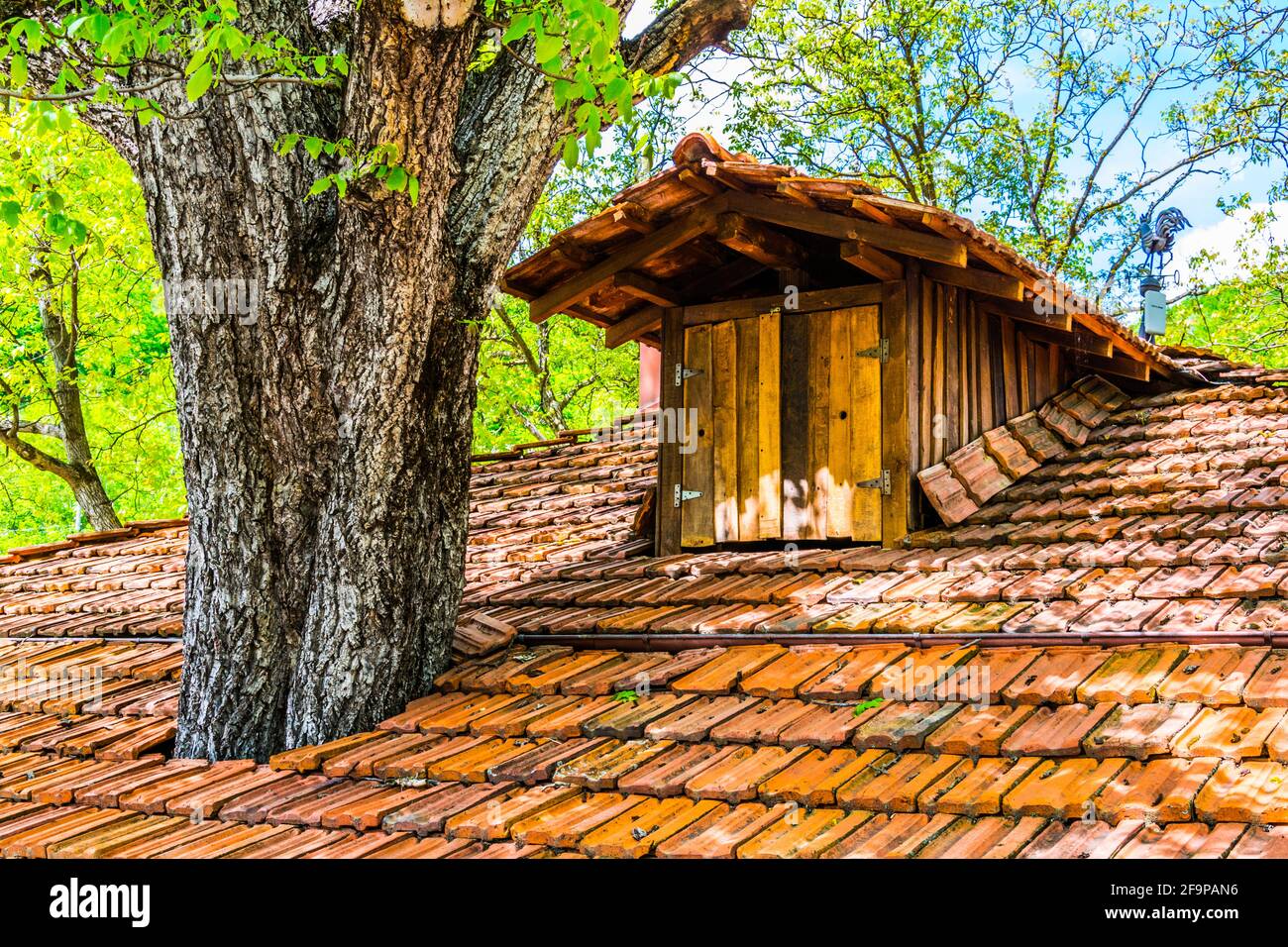Tree growing through roof hi-res stock photography and images - Alamy