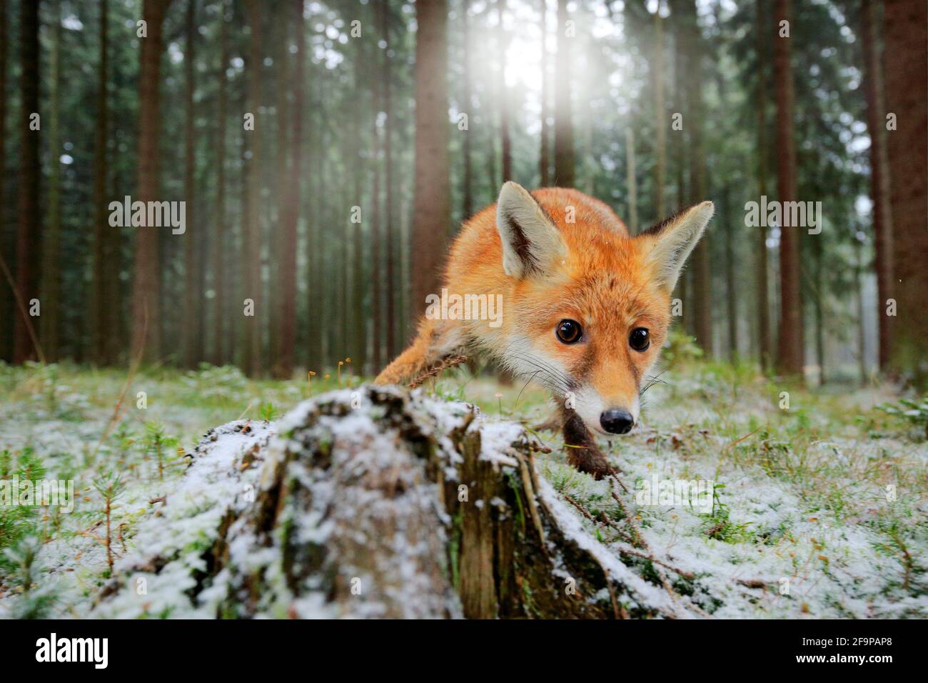Red fox in the nature forest habitat wide angle lens picture. Animal ...