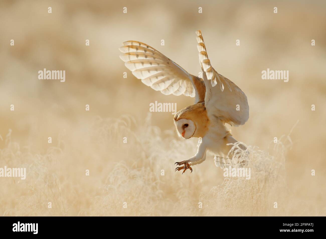 Owl fly with open wings. Barn Owl, Tyto alba, sitting on the rime white ...