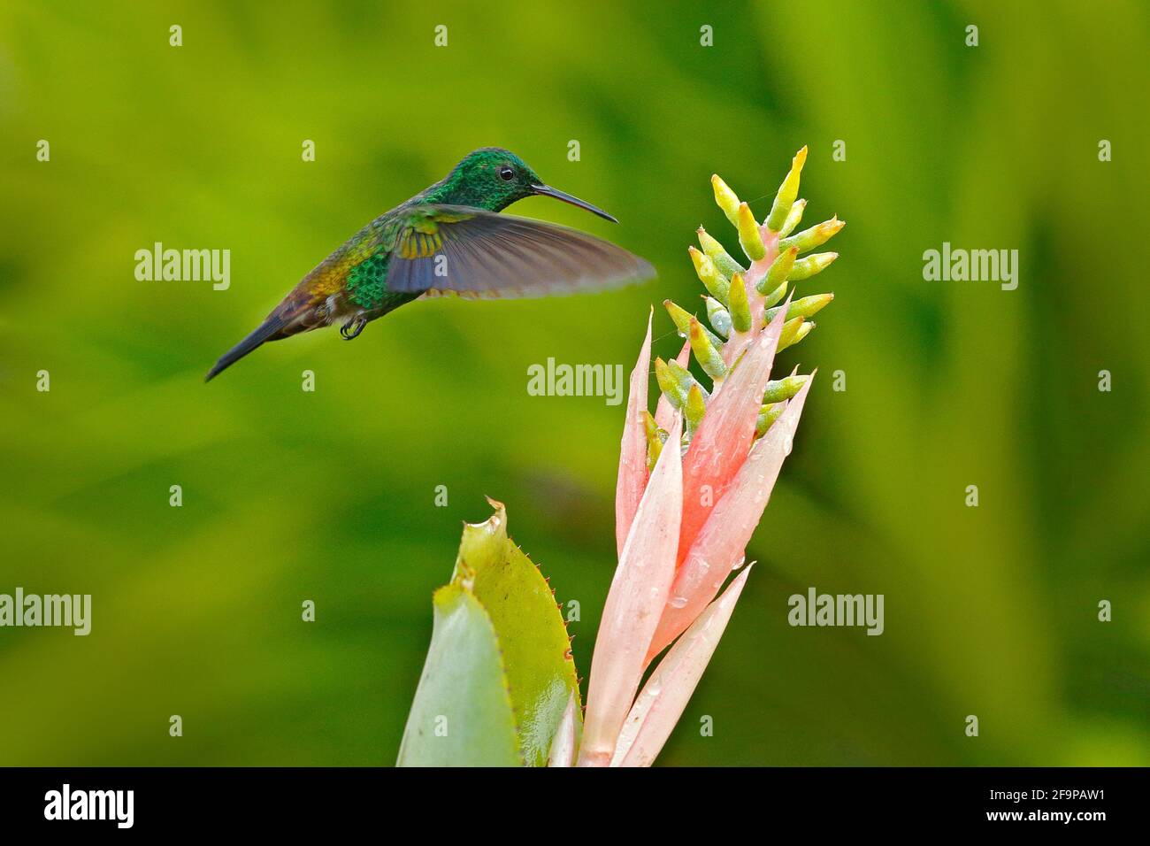 Copper-rumped hummingbird, Amazilia tobaci, flying bird wuth pink ...