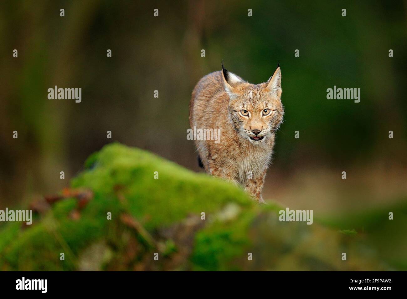 Lynx in the forest. Walking Eurasian wild cat on green mossy stone ...