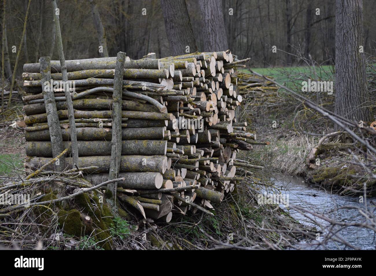 recently cut Wood in a Pile Stock Photo - Alamy