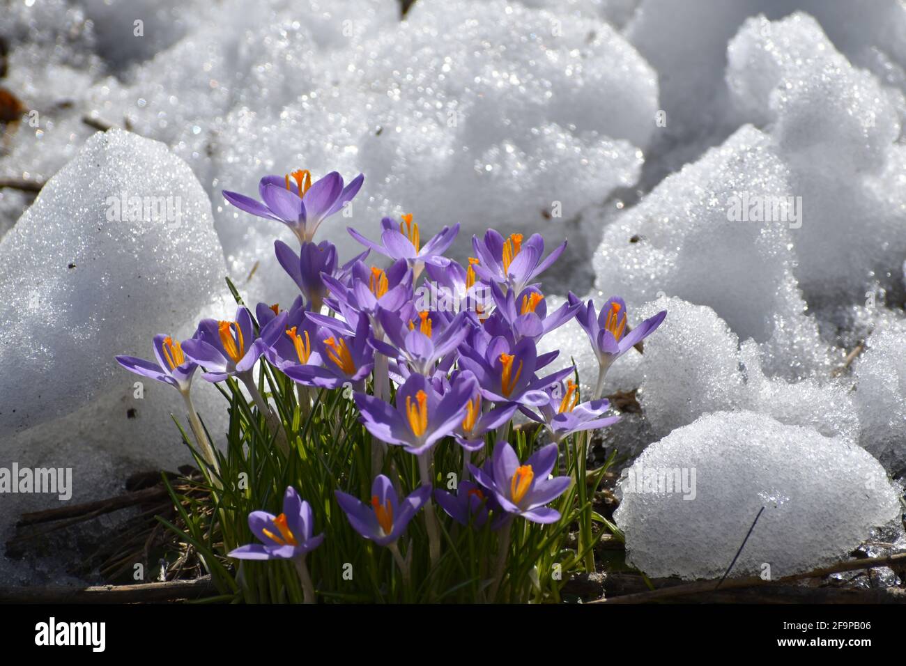 The first crocuses in spring Stock Photo - Alamy