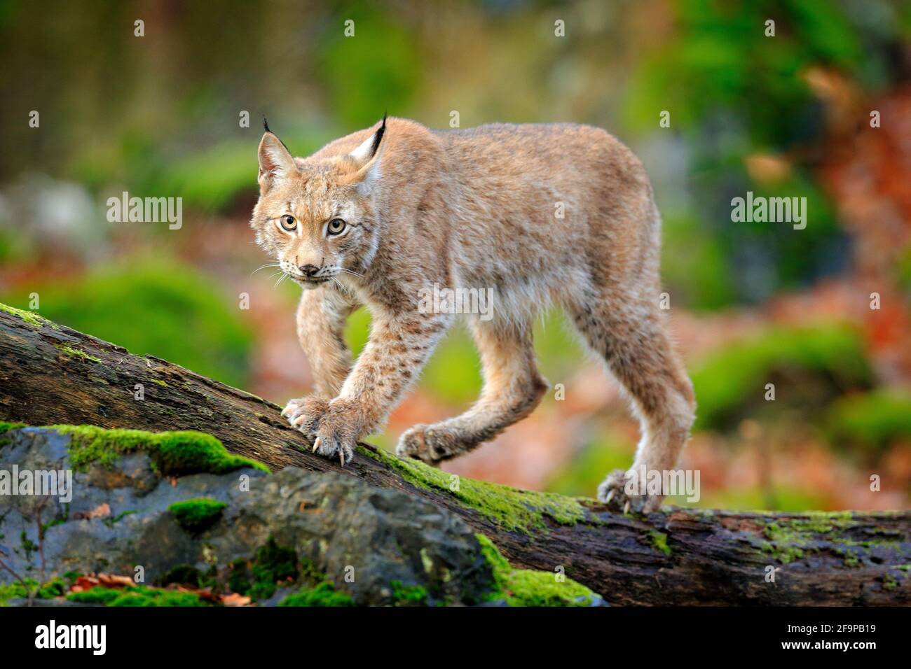 Lynx in the forest. Walking Eurasian wild cat on green mossy stone ...