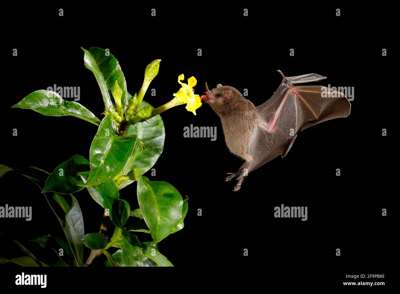 Night nature, Pallas's Long-Tongued Bat, Glossophaga soricina, flying ...