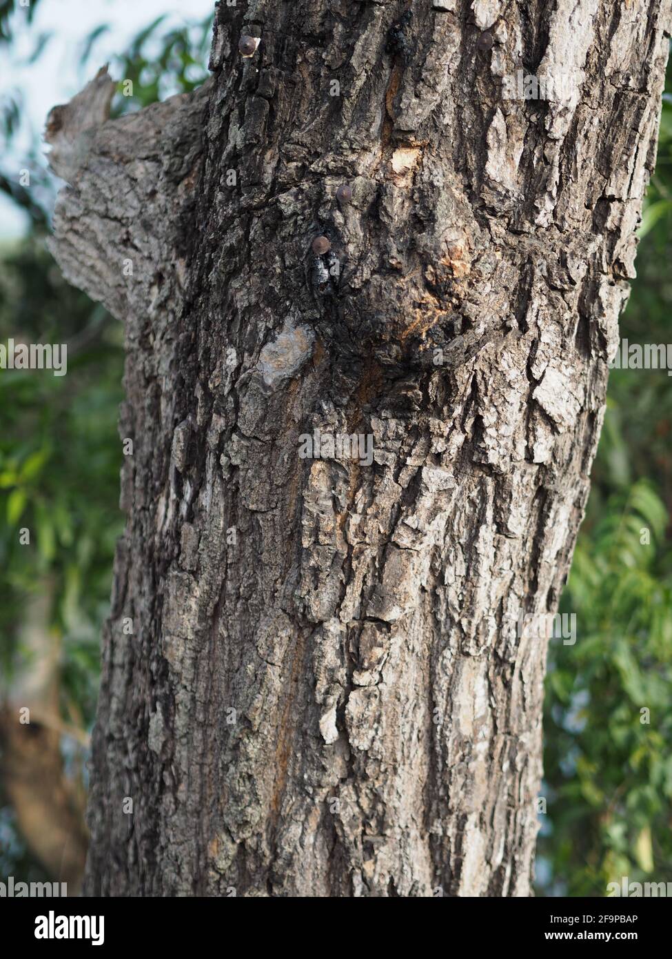 Azadirachta indica, Siamese neem tree, Nim , Margosa, Quinine Bark ...