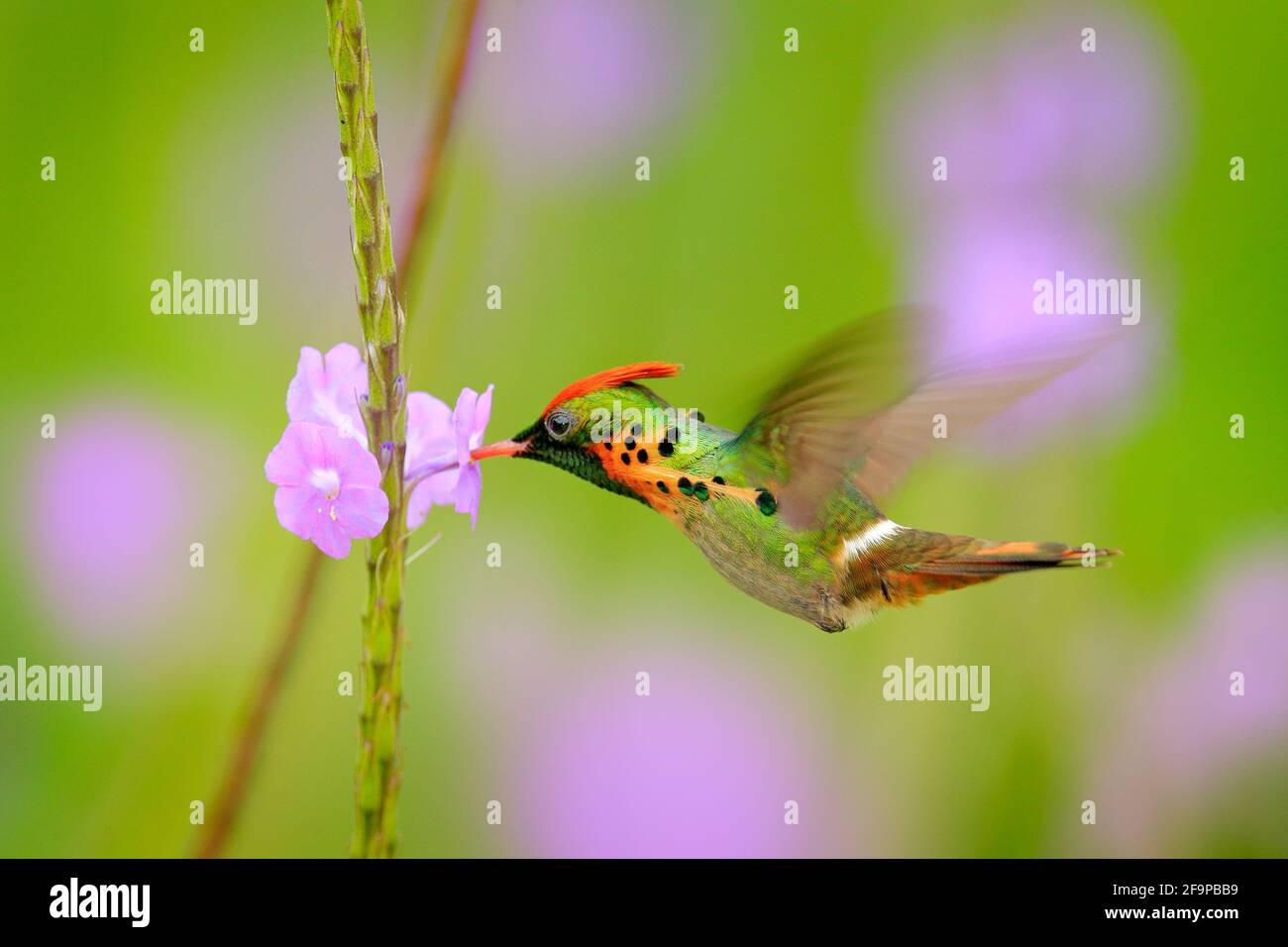 Tufted coquette hummingbird hi-res stock photography and images - Alamy