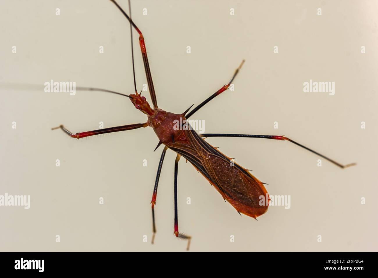 Top view of a bug on a beige background Stock Photo - Alamy