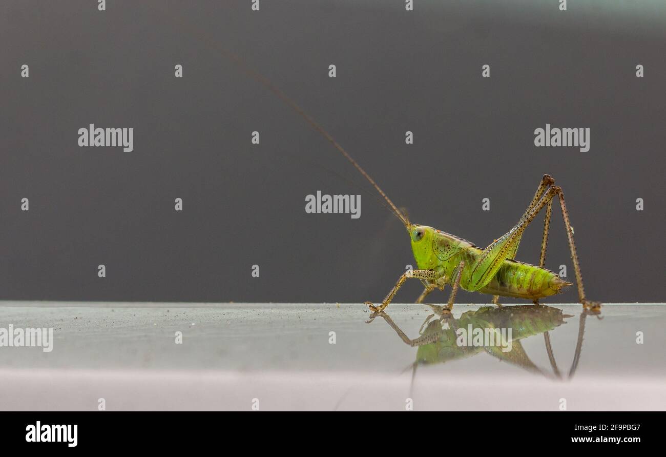Green cricket on a smooth surface Stock Photo - Alamy