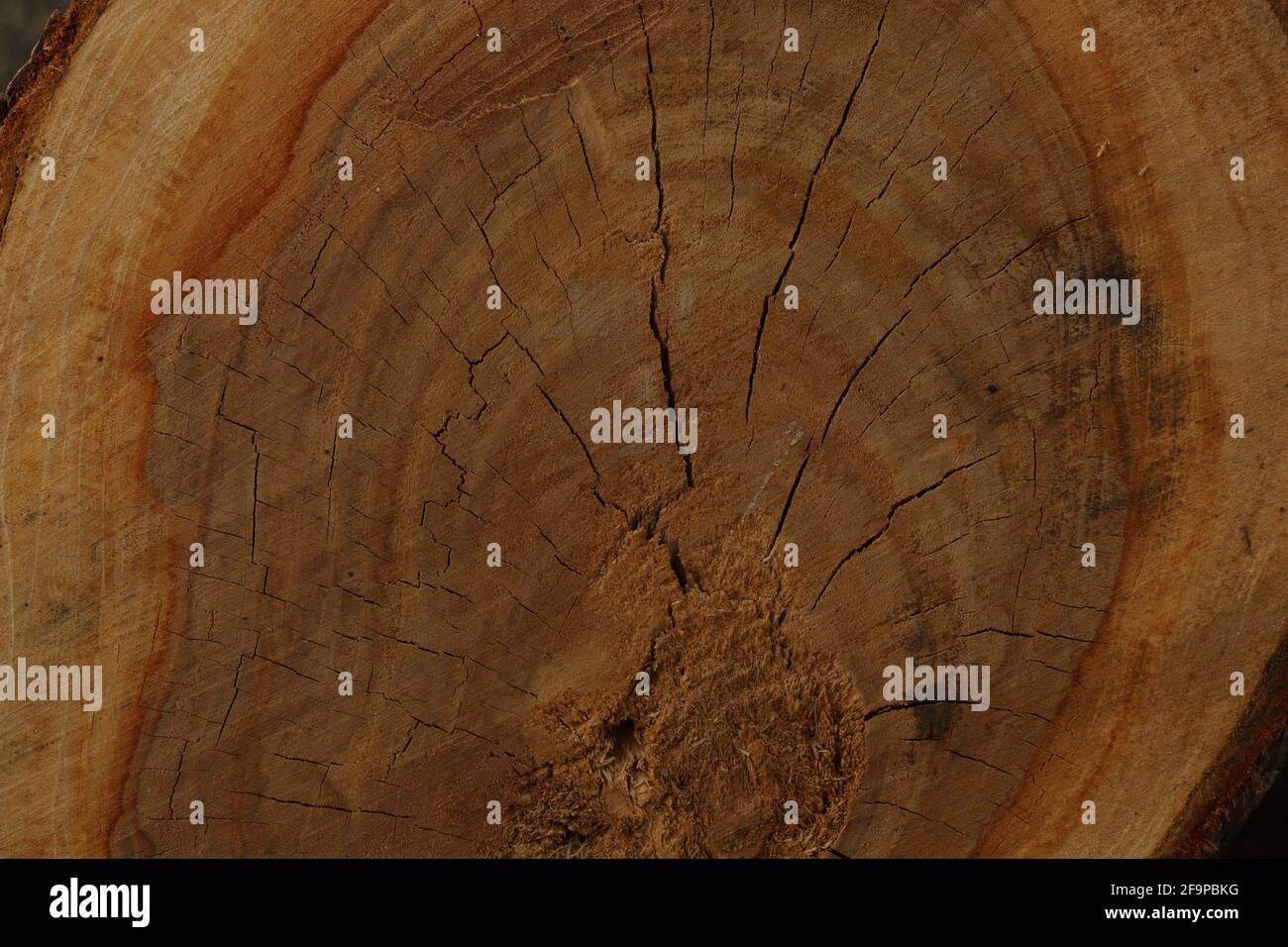 Closeup of cut tree trunk texture Stock Photo - Alamy