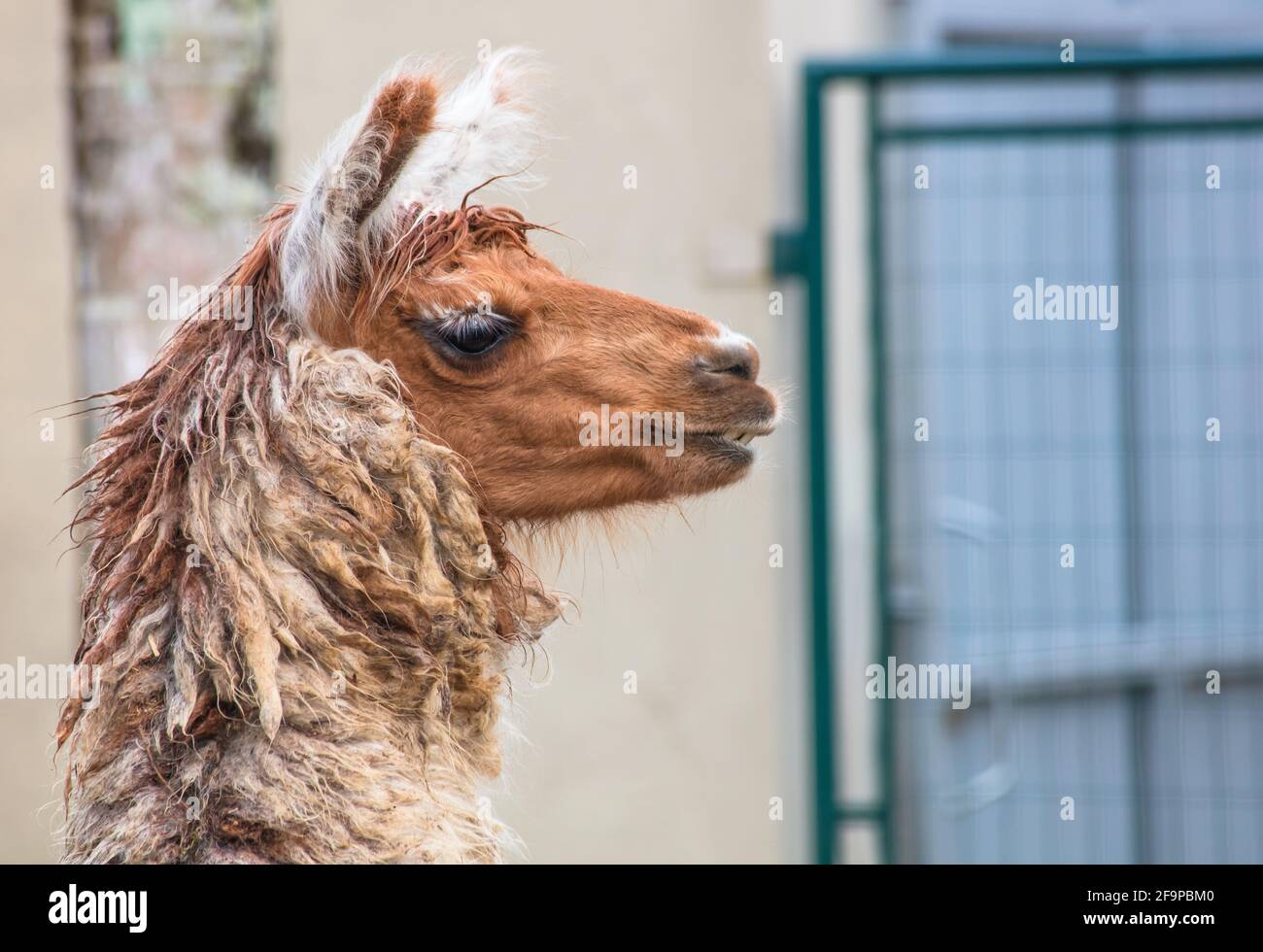 Fluffy llama on the farm Stock Photo - Alamy