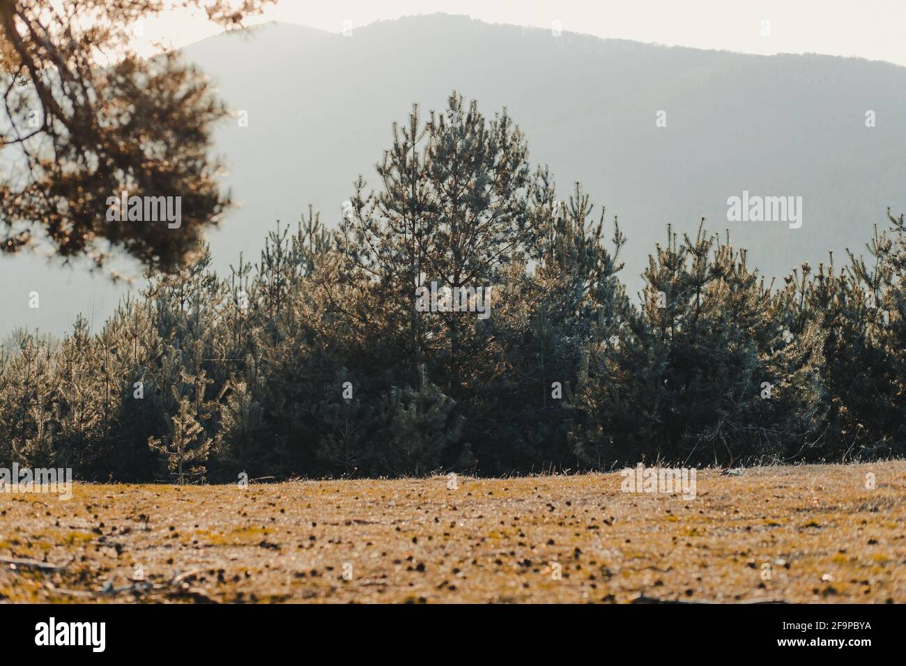 Natural view of a dried field with a forest background in the ...