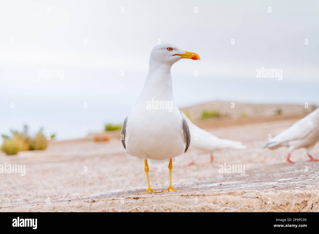 Shallow focus shot seagull hi-res stock photography and images - Alamy