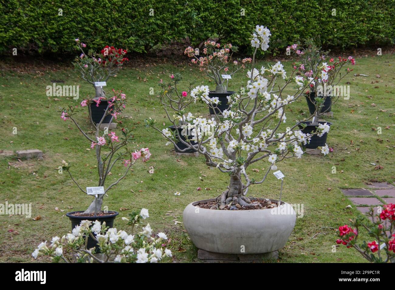 Beautiful shot of dwarf adenium plants in different pots in a park ...
