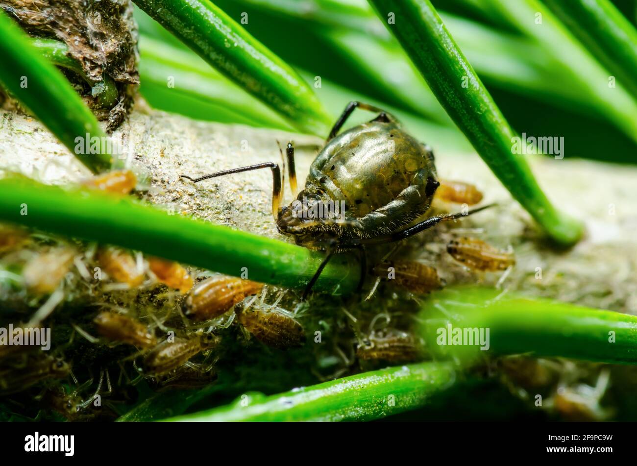 Parasite plant tree hi-res stock photography and images - Alamy