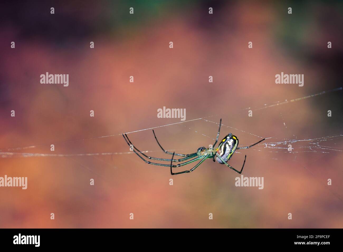 Big colorful spider upside down hanging from web with a blurred ...