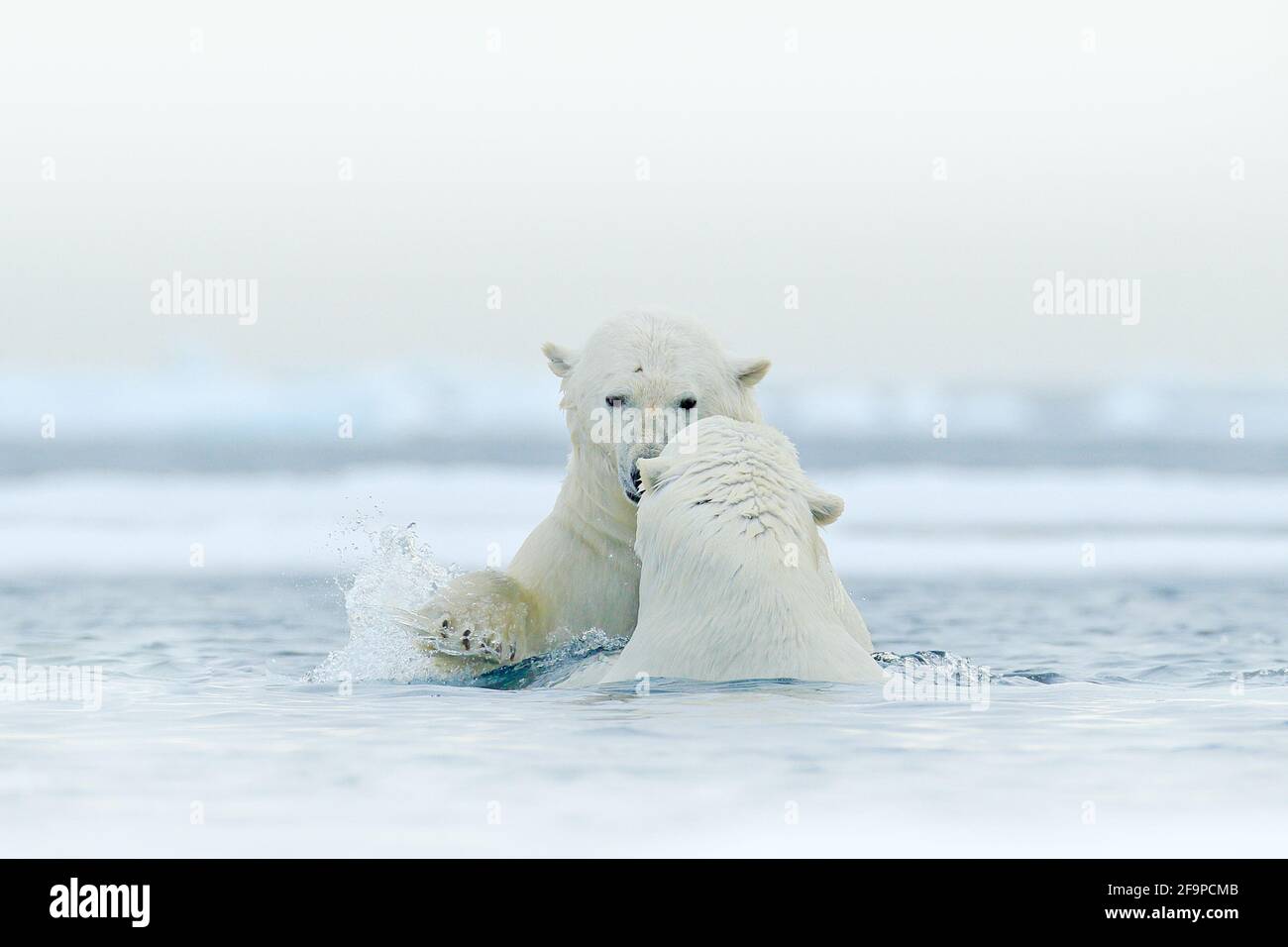 Polar bear dancing on the ice. Two Polar bears love on drifting ice ...